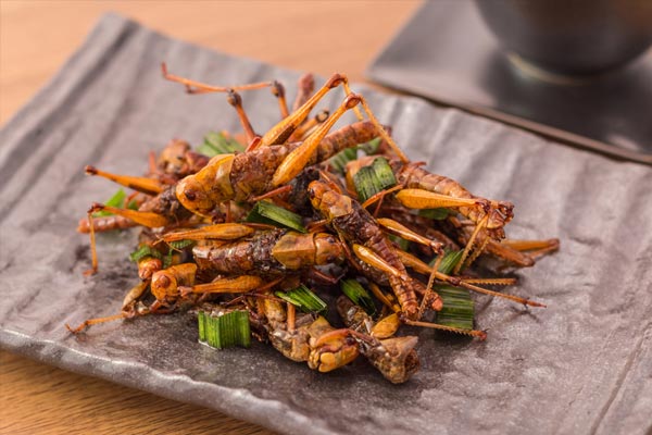 Ital - Inspirada em 'Rei Leão', startup quer pôr grilo na dieta do ...